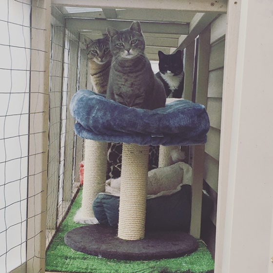 Easy DIY Ikea catio made from wood utility shelving - Cuckoo4Design