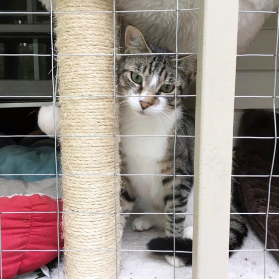 Easy DIY Ikea catio made from wood utility shelving - Cuckoo4Design