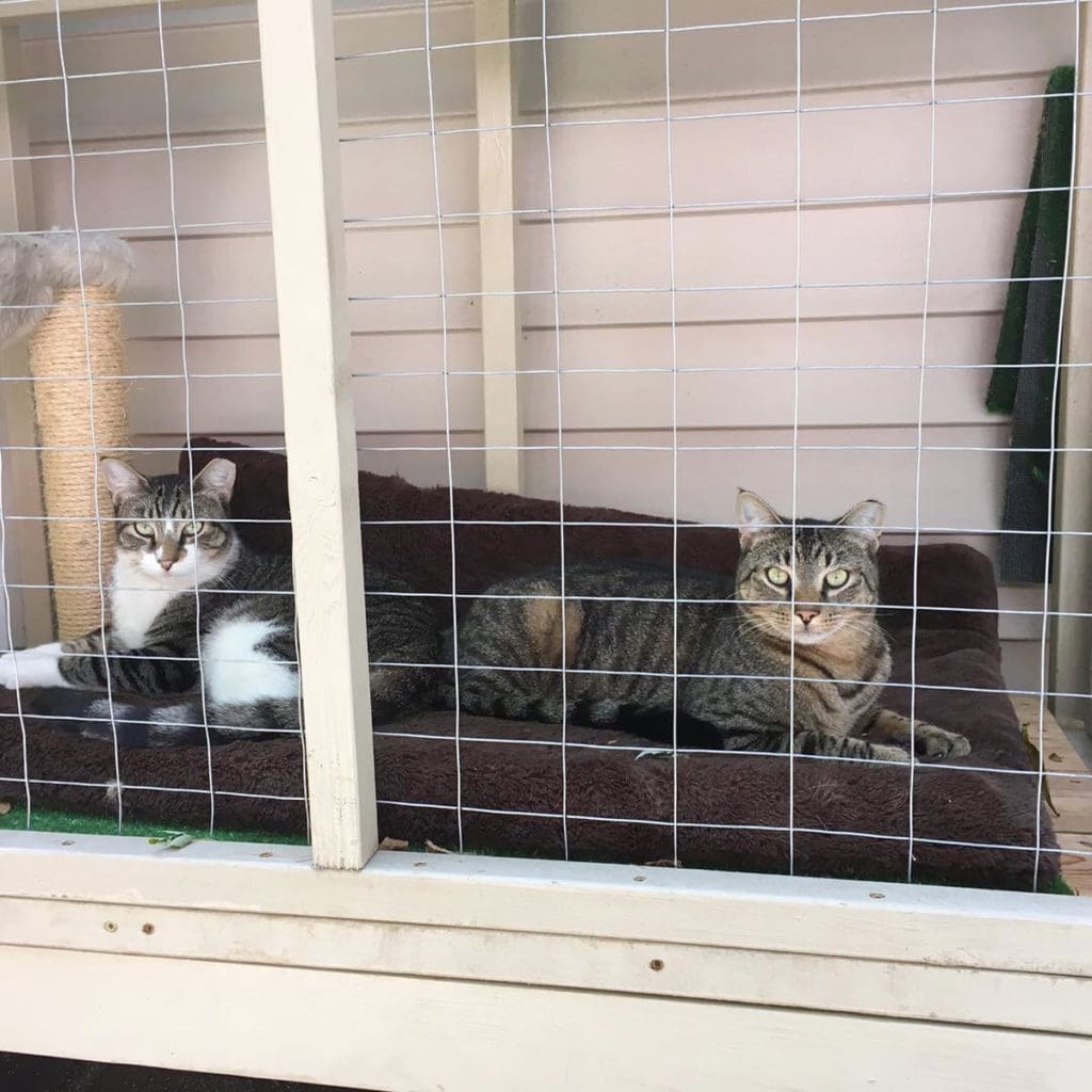 Easy DIY Ikea catio made from wood utility shelving - Cuckoo4Design