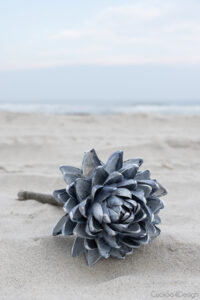 DIY mussel shell craft that looks like a protea flower - Cuckoo4Design