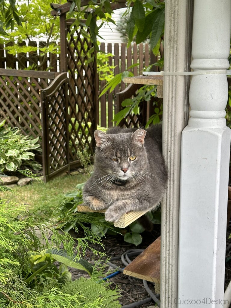 DIY outdoor cat ladder or stairs to second-floor window - Cuckoo4Design